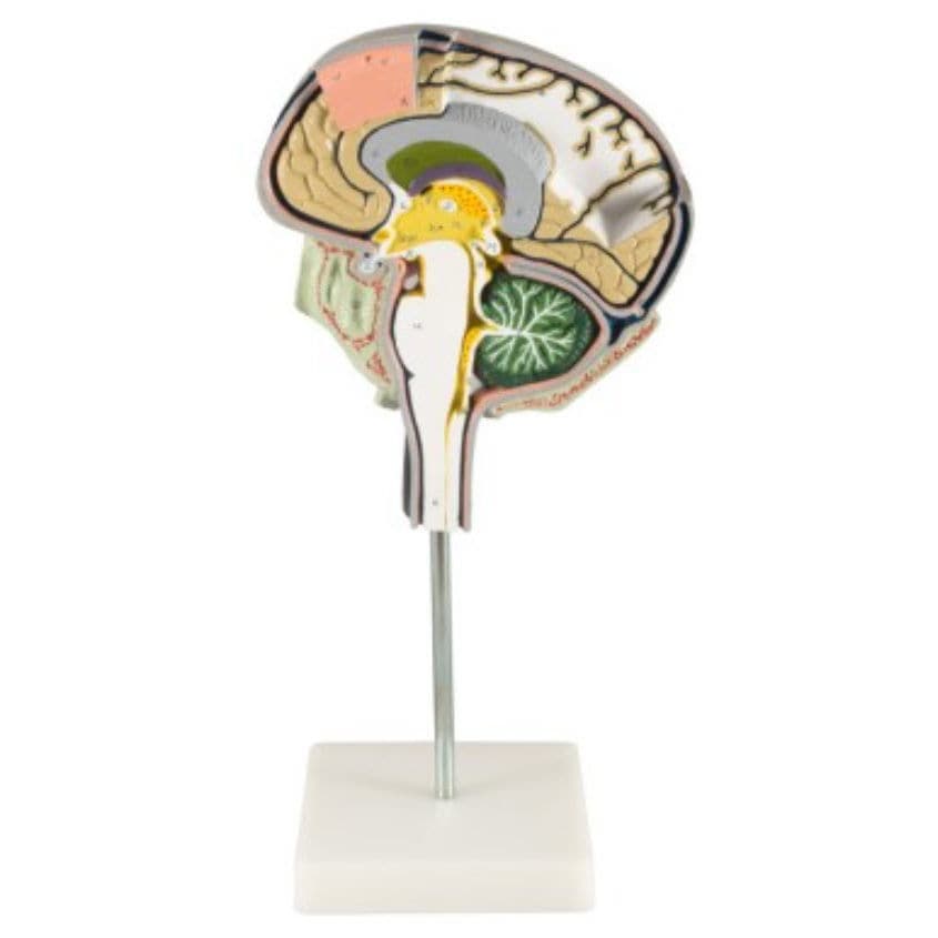 Sagittal Brain Model