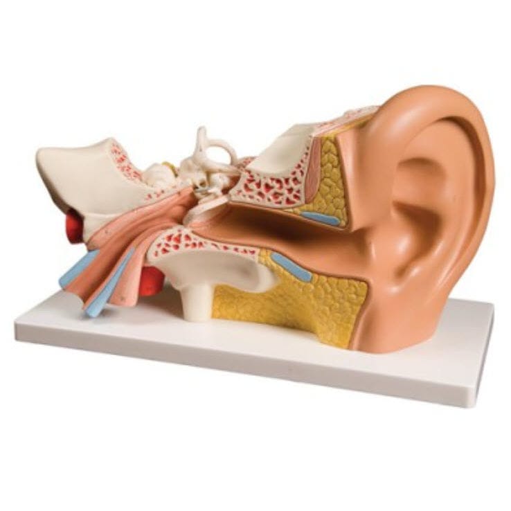 Ear model - ZKH-347-N - Educational + Scientific Products Ltd - cochlea ...
