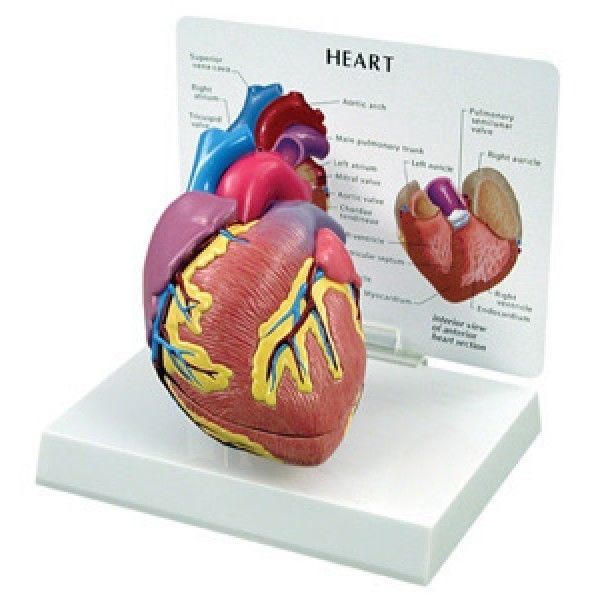 Heart model - GBM-001 - Educational + Scientific Products Ltd - cardiac ...