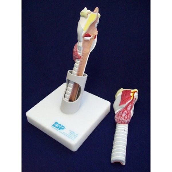 Larynx model - ZKH-950-A - Educational + Scientific Products Ltd ...