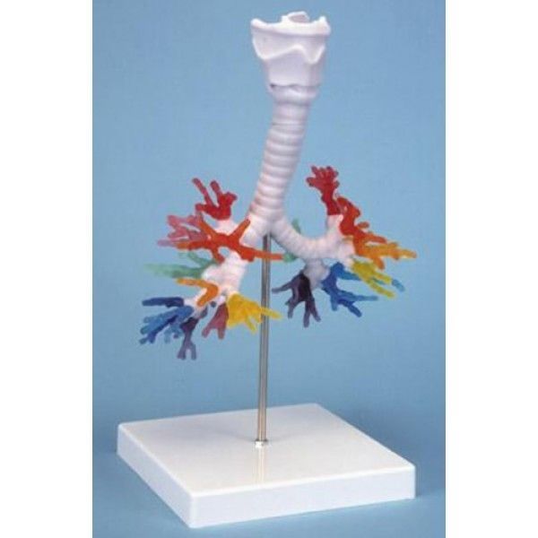 Bronchial model - ZKJ-658-B - Educational + Scientific Products Ltd ...