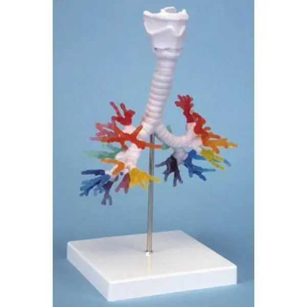 Bronchial Tree Model Anatomical Model Of The Larynx With Trachea And