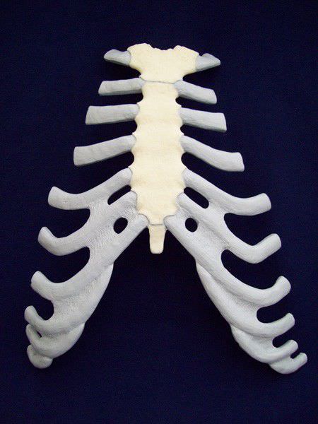 Sternum model - ZJY-240-030K - Educational + Scientific Products Ltd ...