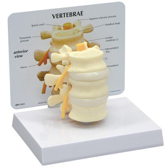 Lumbar vertebra anatomical model - 1500 - GPI Anatomicals - for teaching