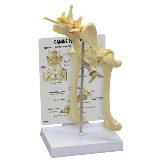Pelvis model - 9060 - GPI Anatomicals - veterinary / for teaching / canine