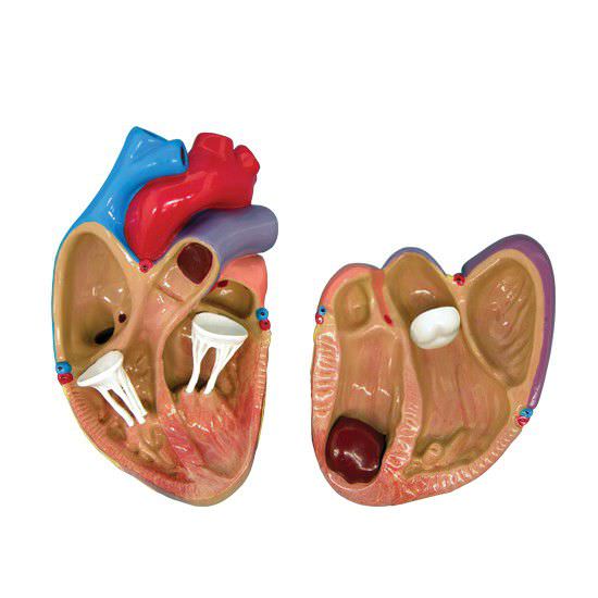Heart model - 2550 - GPI Anatomicals - for cardiopulmonary care / for ...