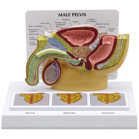 Pelvis Model 3551 Gpi Anatomicals Prostate For Teaching Male