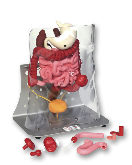 Digestive system model - 0300 - Otto Ostomy™ - VATA, Inc. - ostomy care ...