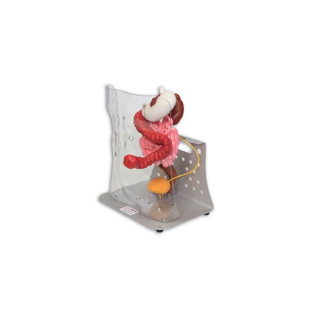 Digestive system model - Otto Ostomy™ - VATA, Inc. - bladder / ostomy ...