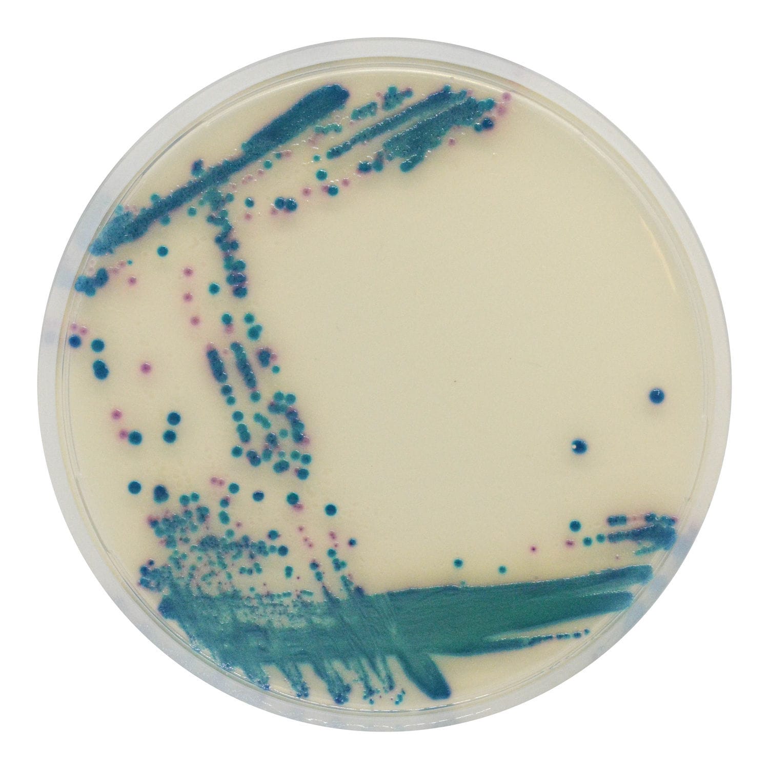 Medium reagent - ES series - CHROMagar - for microbiology / clinical ...