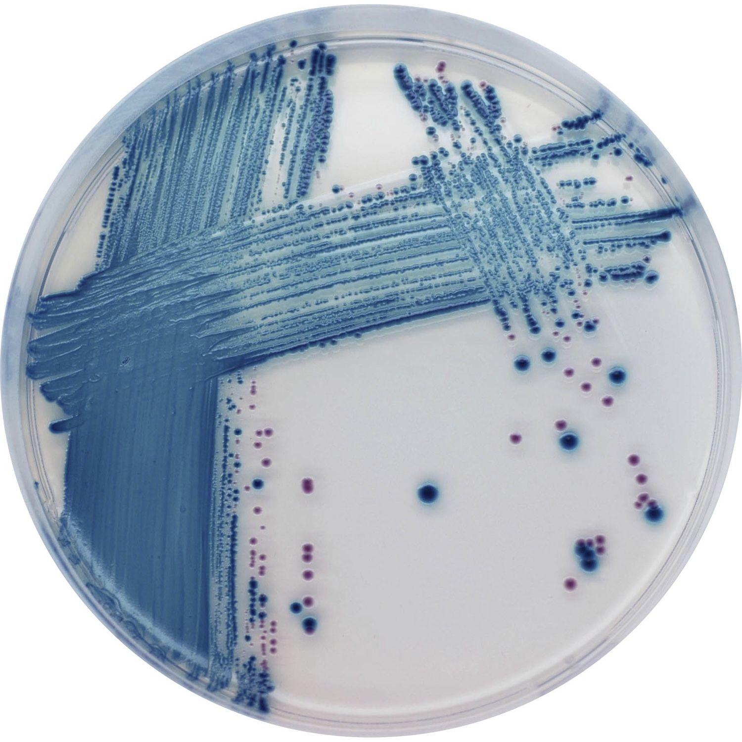 Medium reagent - ST1 series - CHROMagar - for microbiology / for food ...