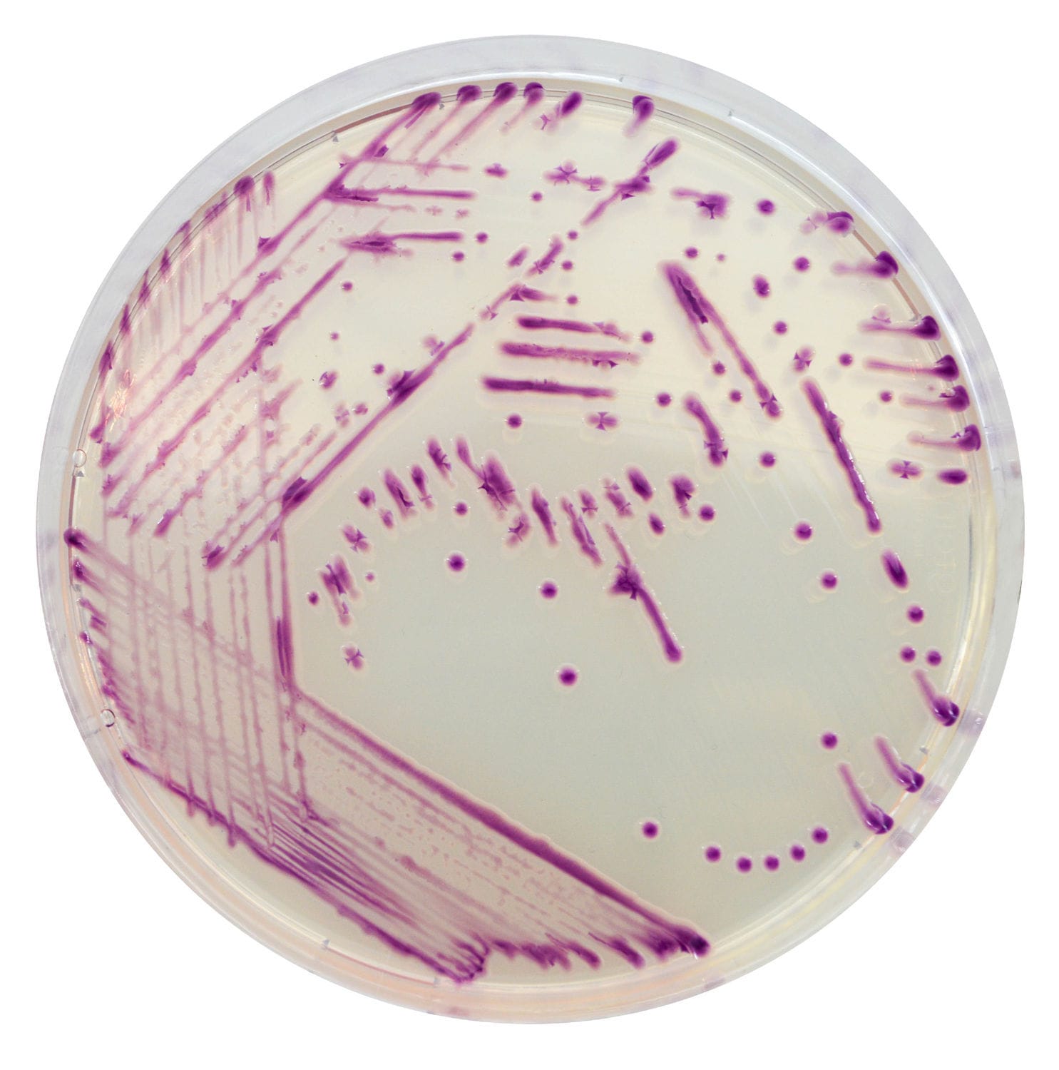 Medium reagent - PR012 - CHROMagar - for microbiology / veterinary ...