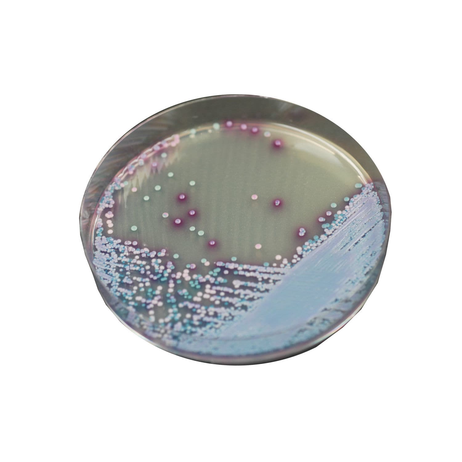 Medium reagent - MZ282 - CHROMagar - for microbiology / veterinary ...