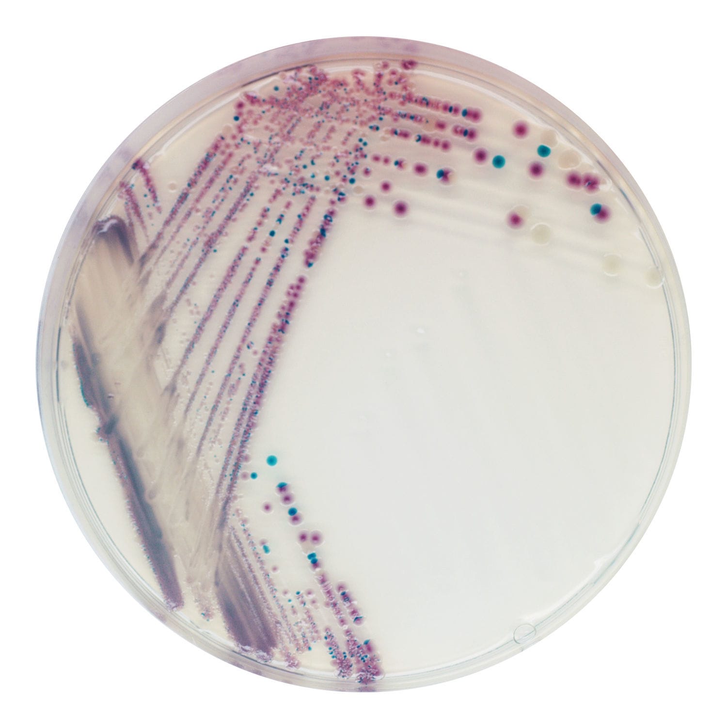 Medium reagent - VB912 - CHROMagar - for microbiology / veterinary ...