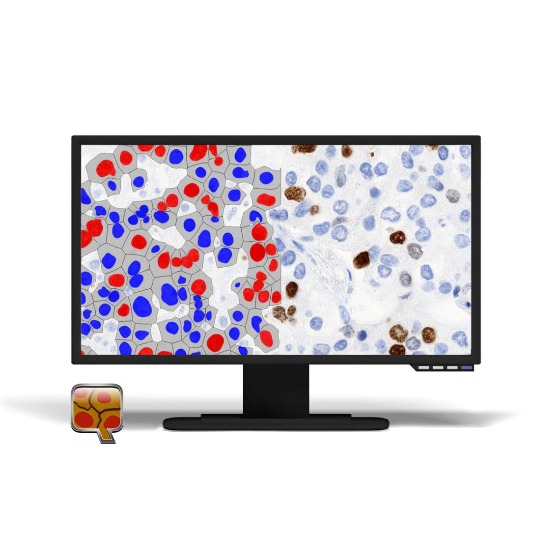 Cell imaging software module - CellQuant - 3DHISTECH Ltd. - analysis ...