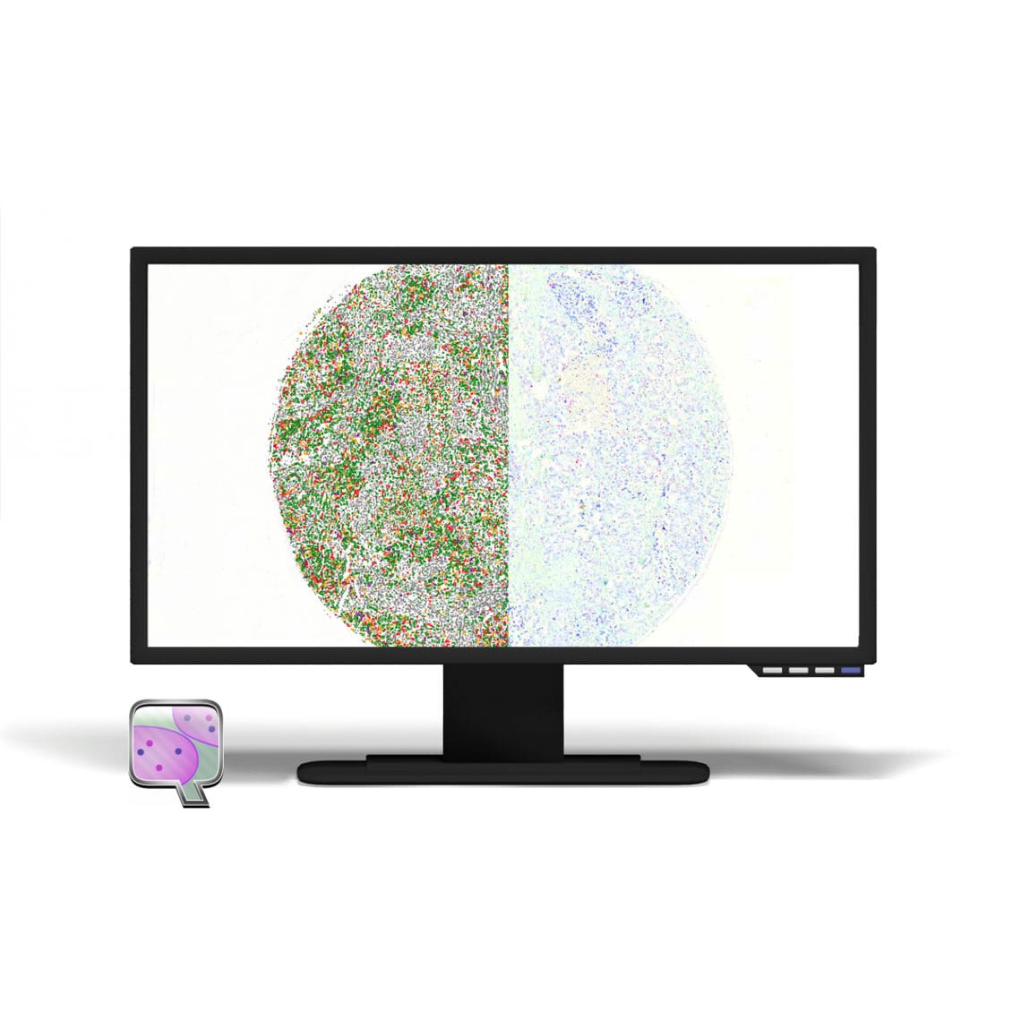 CISH software module - CISHQuant - 3DHISTECH Ltd. - image analysis ...