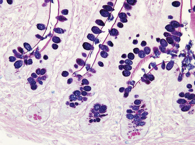 Stain reagent - 3801 series - Leica Biosystems - for histology
