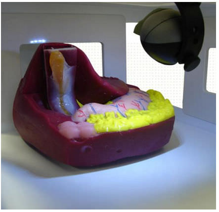 Biliary vesicle anatomical model - LC-10 - Simulab Corporation - for ...