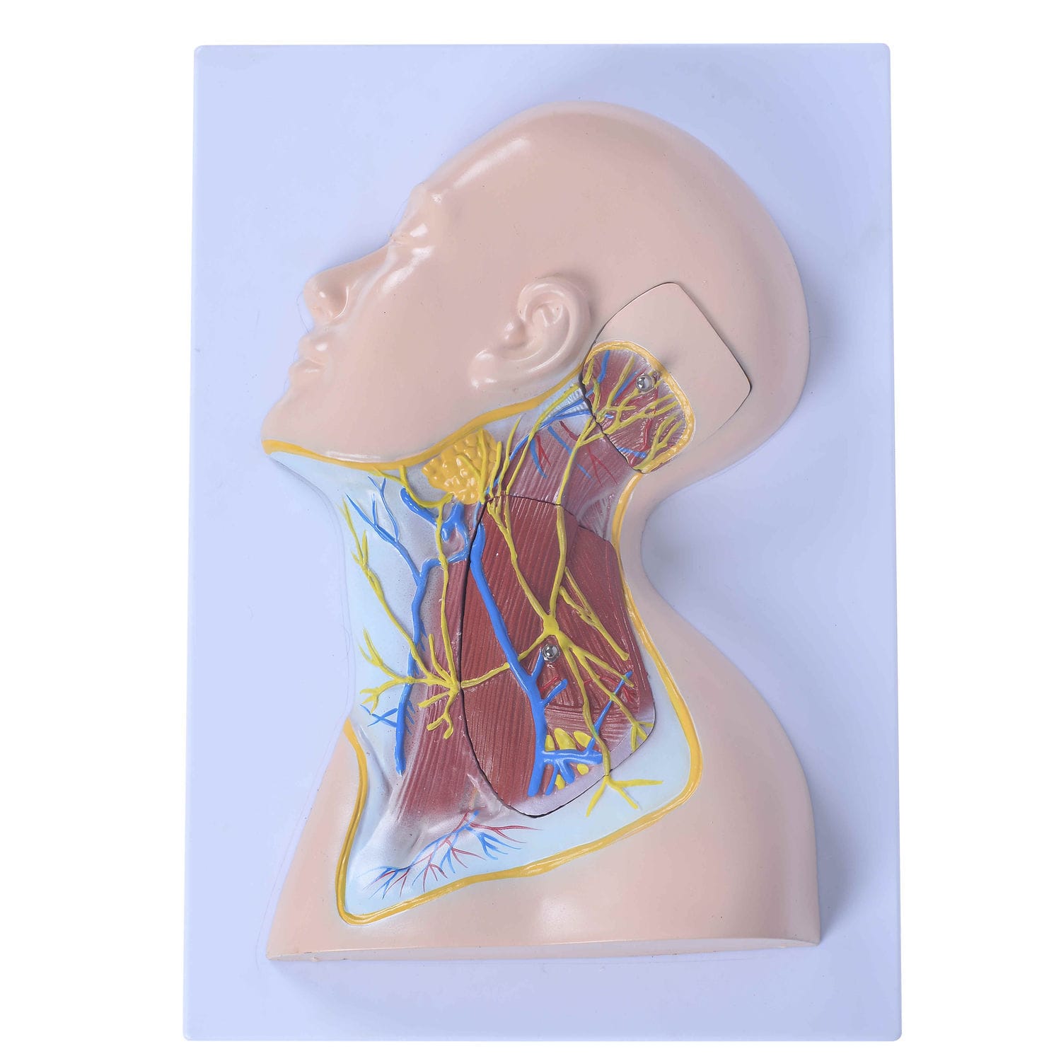 Vein model - XC-324B - Xincheng Scientific Industries Co., Ltd. - neck ...
