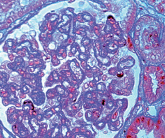 Staining solution reagent - Afog - BIO-OPTICA Milano - for histology / for cytology