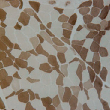 Staining solution reagent - ATPase - BIO-OPTICA Milano - for histology