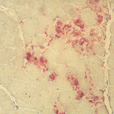 Staining solution reagent - 30 – 30118LY - BIO-OPTICA Milano - for ...