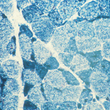 Staining solution reagent - 30 – 30117LY - BIO-OPTICA Milano - for ...