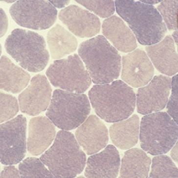 Staining solution reagent - 30 – 30123LY - BIO-OPTICA Milano - for ...