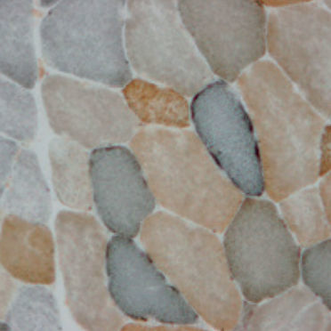 Staining solution reagent - 30 – 30114LY - BIO-OPTICA Milano - for ...