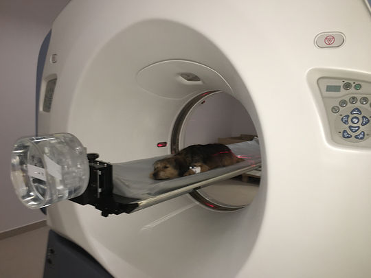 Veterinary CT scanner - Imedsys