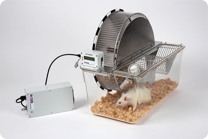 Animal research activity wheel - BIO-ACTIVW-M - Bioseb - for rats / for ...