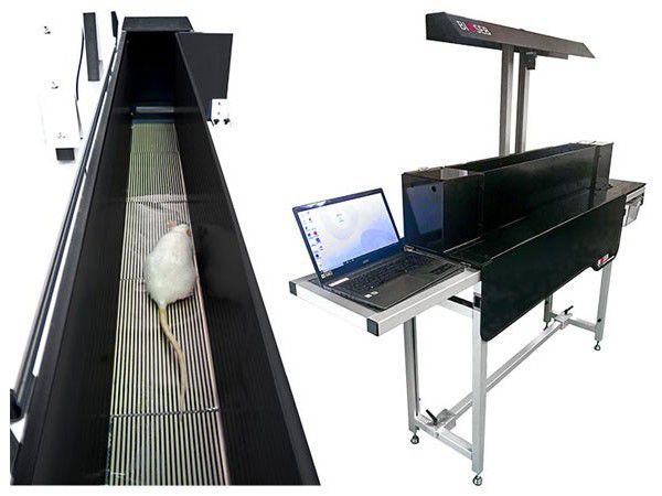 Kinetic weight bearing test - BIO-KWB-DUAL - Bioseb - for animal ...