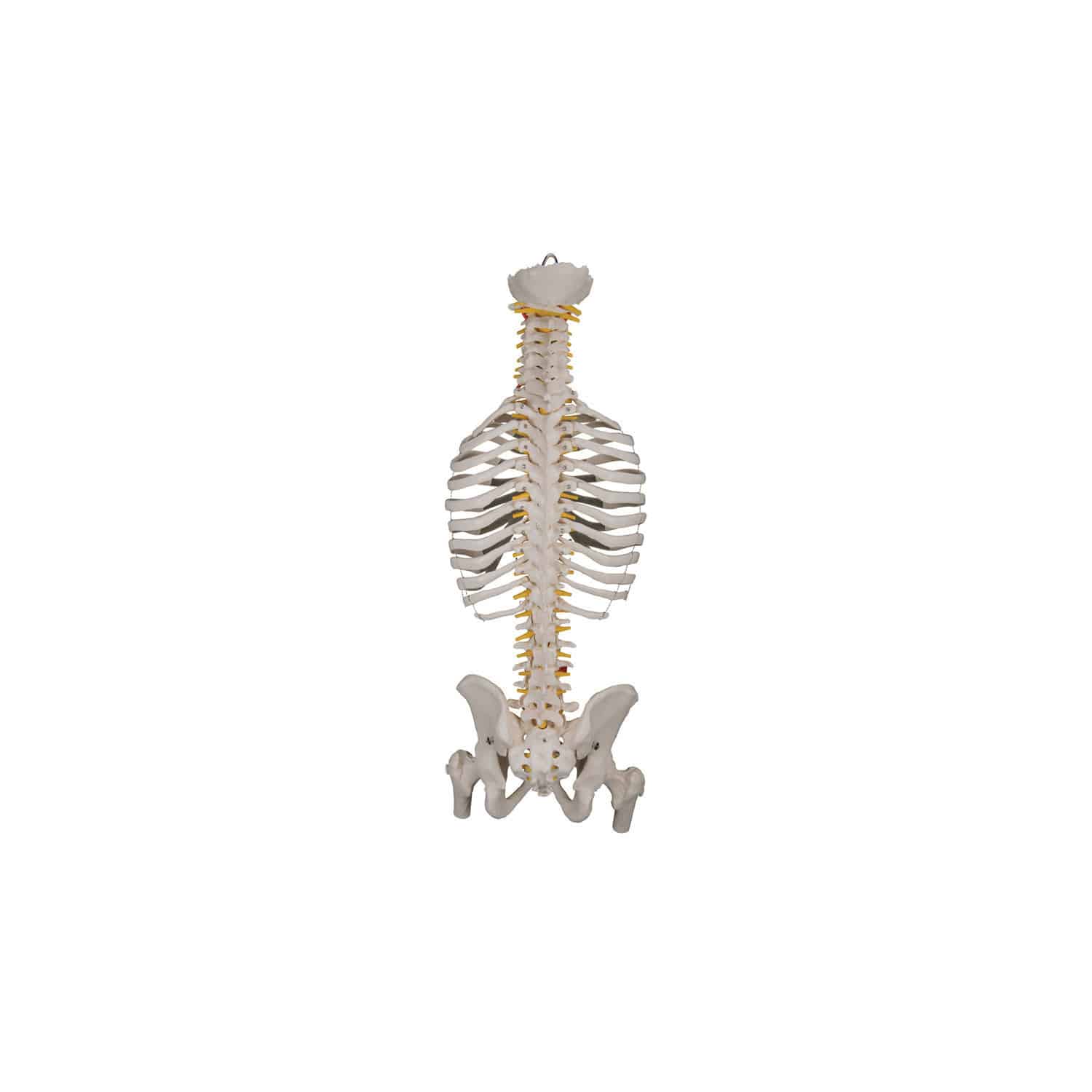 Spinal anatomical model - 600-A series - Epimed - training / yellow / white