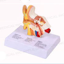 Cochlea anatomical model - All medical device manufacturers