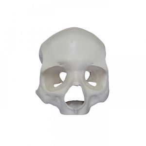 Denture model - 9568 - Nacional Ossos - for implantology / dental ...