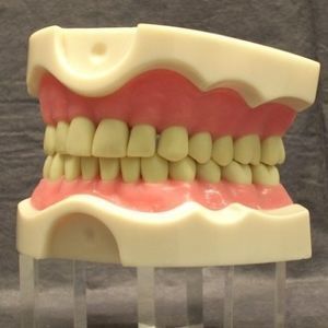 Maxilla anatomical model - DOTFOX - white