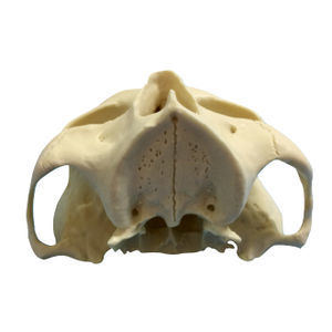Maxilla anatomical model - 3D-111-T - Selmodels SL - transparent