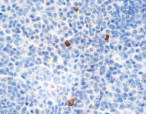 Staining solution reagent - CCM-0734 - Celnovte Biotechnology Co., Ltd ...