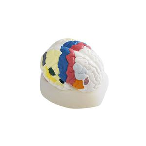 Brain model - MeiWo Science - for teaching / silicone / with nerves