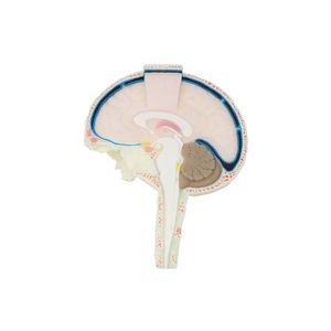 Brain model - NS 03 - MeiWo Science - brain artery / for teaching ...