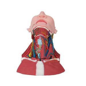 Neck model - MeiWo Science - for teaching / silicone / with musculature