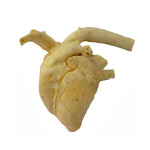 Heart model - MWDW-035 - MeiWo Science - veterinary / for teaching / cattle