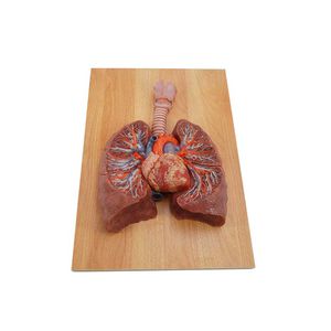 Lung model - MeiWo Science - for teaching / with blood vessels