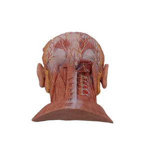 Silicone anatomical model, Silicone anatomy model - All medical device ...