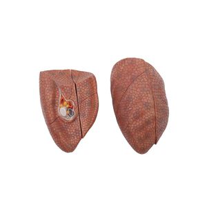 Lung model - MeiWo Science - for teaching