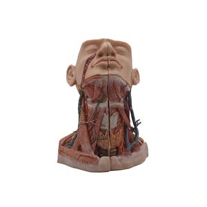 Head model - MeiWo Science - neck / nerve / blood vessels