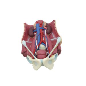 Bladder model - US 04 - MeiWo Science - prostate / for teaching / male