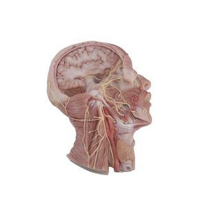 Brain model - MeiWo Science - for teaching / anastomosis / silicone