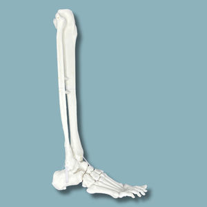 Tibia anatomical model - 02-13-01 - ADDIDREAM - foot / ankle ...