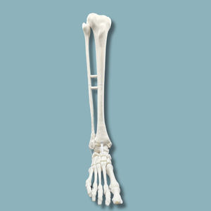 Tibia anatomical model - 02-13-02 - ADDIDREAM - foot / ankle ...